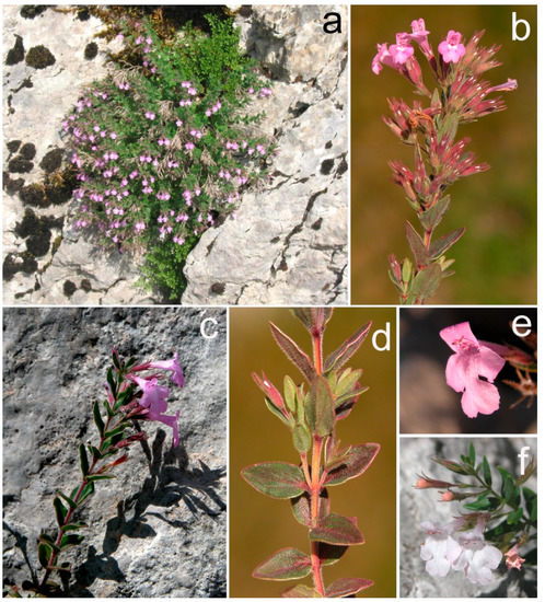 Morphological and Molecular Characterization of Micromeria croatica ...