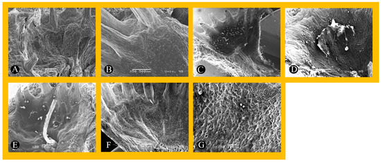 The Morpho-Anatomy of Nectaries and Chemical Composition of Nectar in ...