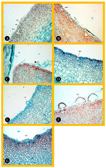 The Morpho-Anatomy of Nectaries and Chemical Composition of Nectar in ...
