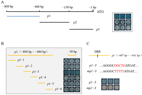 VvERF111 Regulates Chlorophyll Degradation by Activating Expression of ...