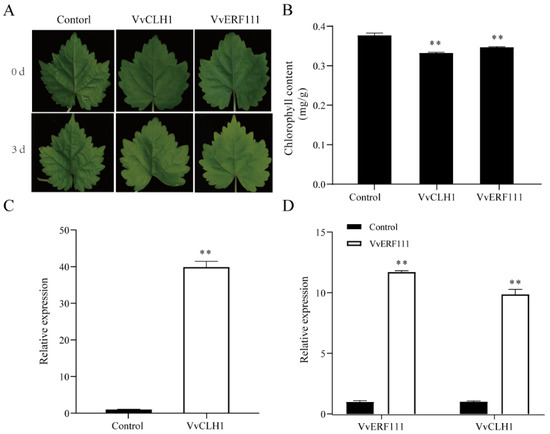 VvERF111 Regulates Chlorophyll Degradation by Activating Expression of ...