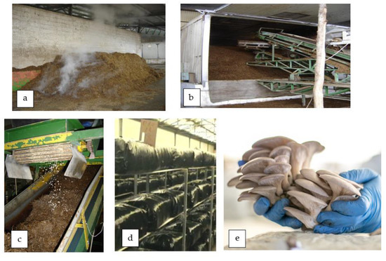 Influence of Growing Substrate Preparation on the Biological Efficiency ...