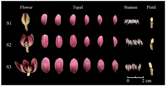Analysis of Aroma Volatiles from Michelia crassipes Flower and Its ...