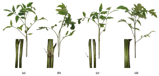 Antibacterial Activity of Ginkgo biloba Extracts against Clavibacter ...