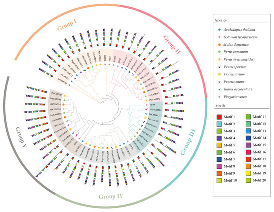 Genome-Wide Identification and Expression Analysis of CAMTA Gene Family ...
