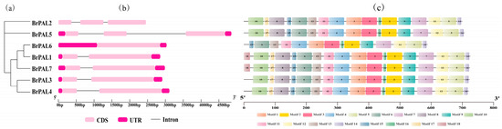 Identification of PAL Gene in Purple Cabbage and Functional Analysis ...