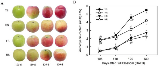 Metabolomic and Transcriptomic Analysis Reveals the Mechanisms Underlying the Difference in ...