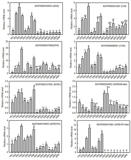 Metabolomic and Transcriptomic Analysis Reveals the Mechanisms Underlying the Difference in ...