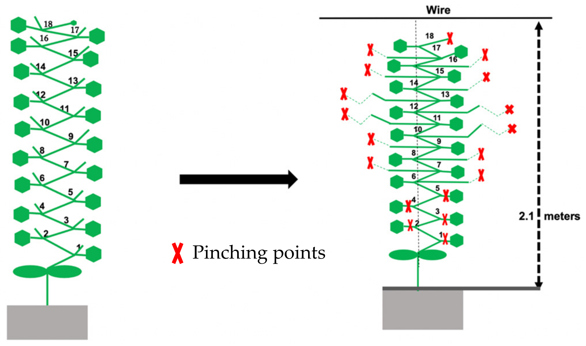 Effective Training Methods for Cucumber Production in Newly Developed ...
