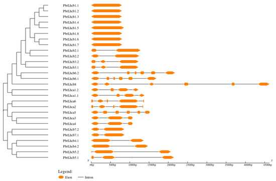 Genome-Wide Identification of the Light-Harvesting Chlorophyll a/b ...