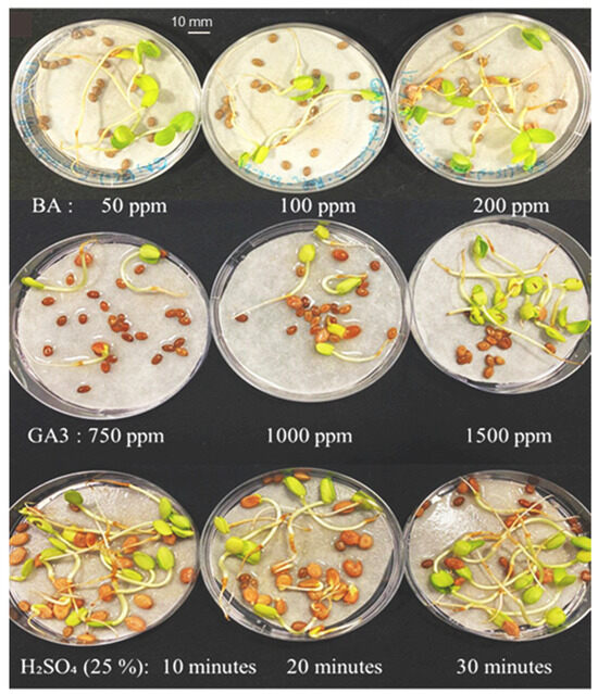 Effective Priming Techniques to Enhance Ghaf (Prosopis cineraria L ...
