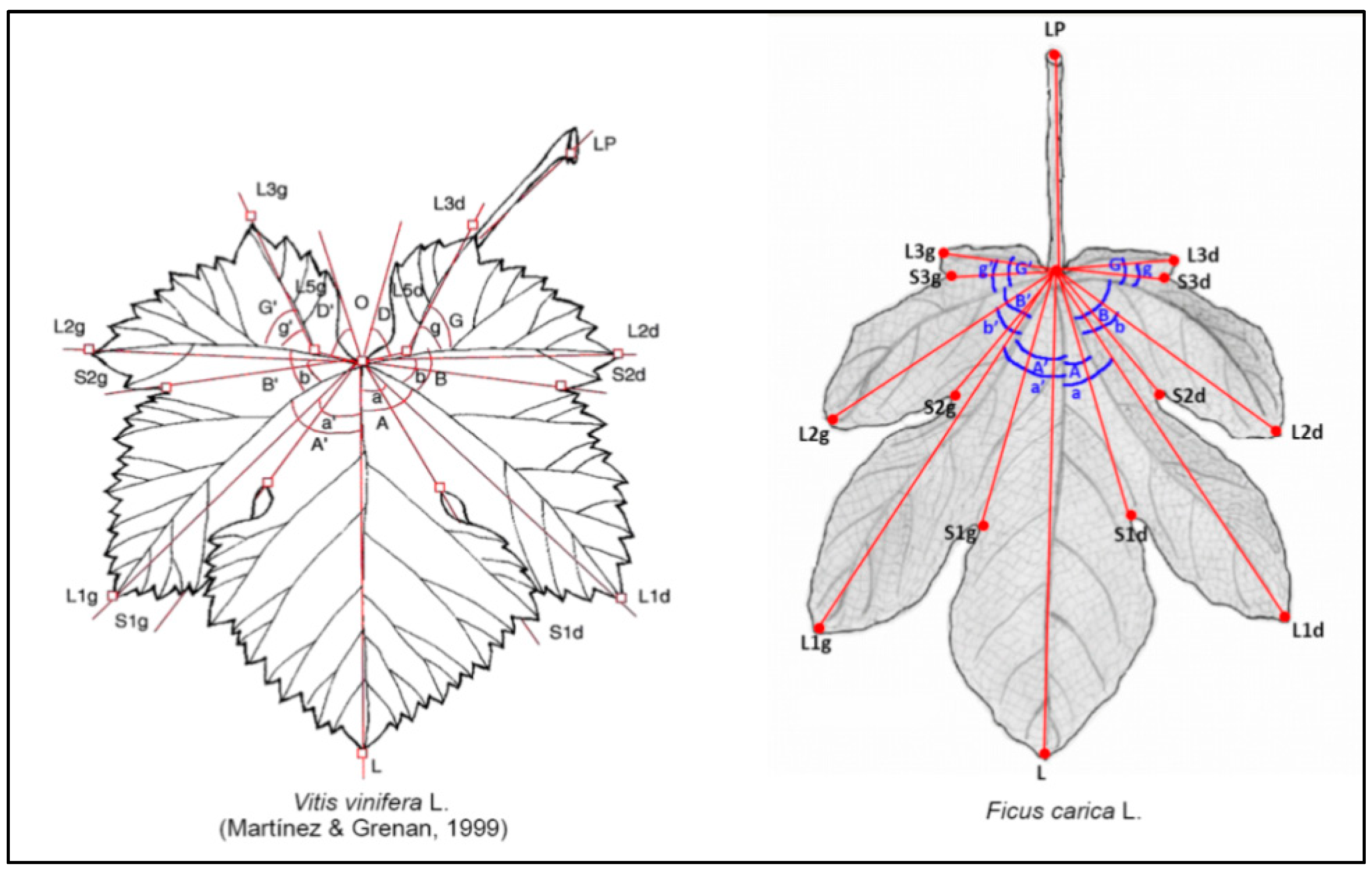 Algerian Fig Trees: Botanical and Morphometric Leaf Characterization