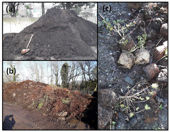 Phytophthora in Horticultural Nursery Green Waste—A Risk to Plant Health