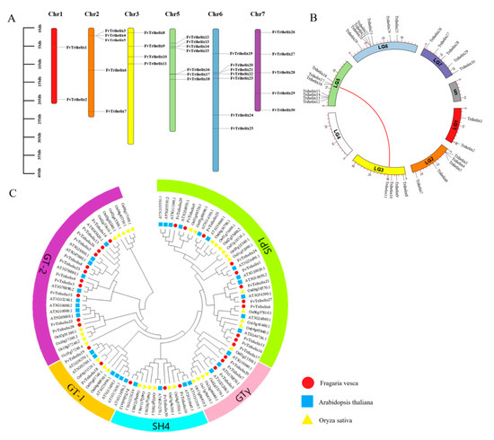 Expression Analysis of Trihelix Transcription Factor Family in ...