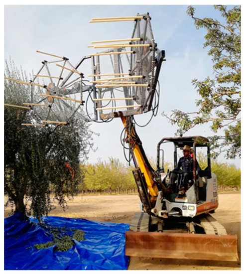 Simultaneous Trunk and Canopy Shaking Improves Table Olive Harvester ...