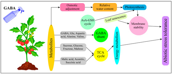 γ Aminobutyric Acid (GABA): A Key Player in Alleviating Abiotic Stress ...