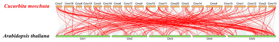 Molecular Characterization and Expression of CmobHLH Genes in Pumpkin