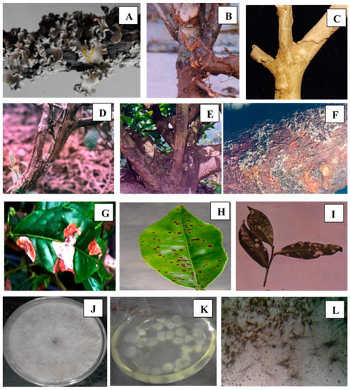 Bioefficacy of Lecanoric Acid Produced by Parmotrema austrosinense ...