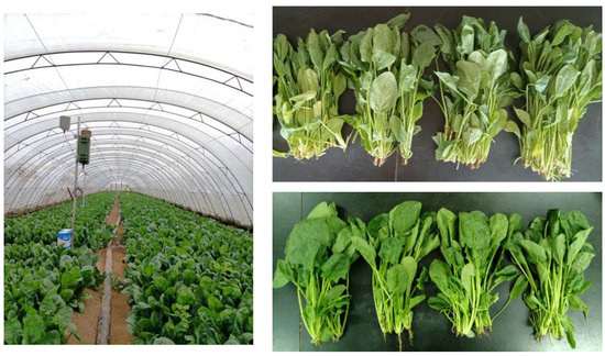 A Simple Method for Drip Irrigation Scheduling of Spinach (Spinacia ...
