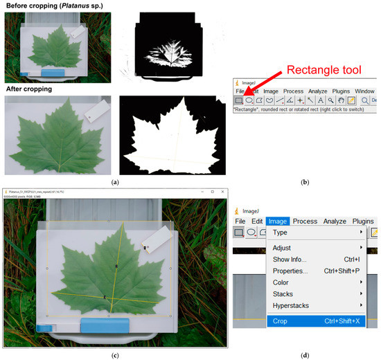 Leaf Area Estimation by Photographing Leaves Sandwiched between ...