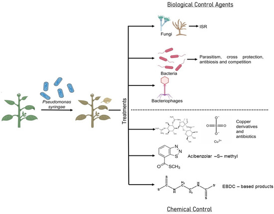 Phytopathogenic Pseudomonas syringae as a Threat to Agriculture ...
