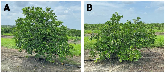 Field Performance of ‘Valencia’ Sweet Orange Trees Grafted onto Pummelo ...