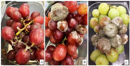 SO2-Generating Pads and Packaging Materials for Postharvest ...