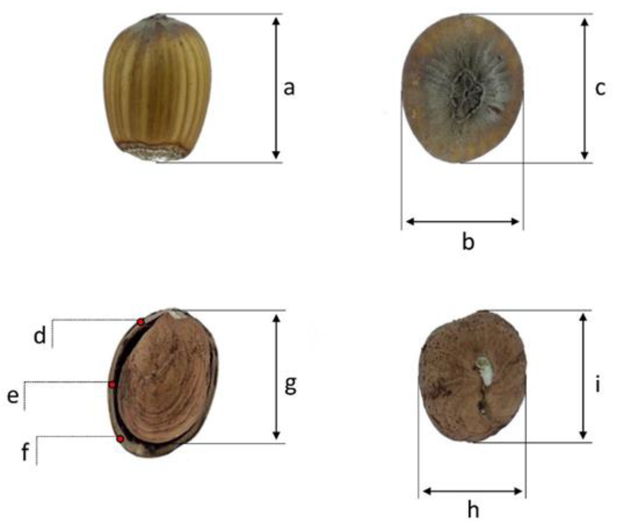 Fruit Phenology of Two Hazelnut Cultivars and Incidence of Damage by ...