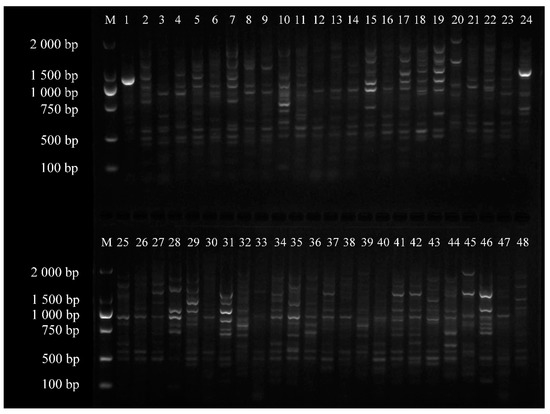 Genetic Diversity of 52 Species of Kiwifruit (Actinidia chinensis Planch.)