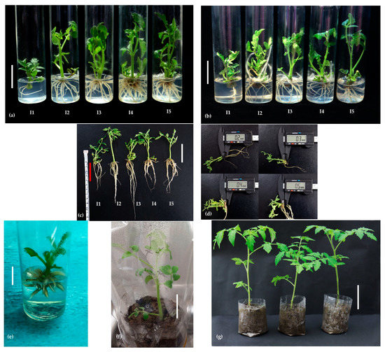 Optimization of In Vitro Regeneration Protocol of Tomato cv. MT1 for ...