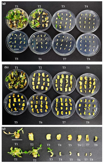 Optimization of In Vitro Regeneration Protocol of Tomato cv. MT1 for ...