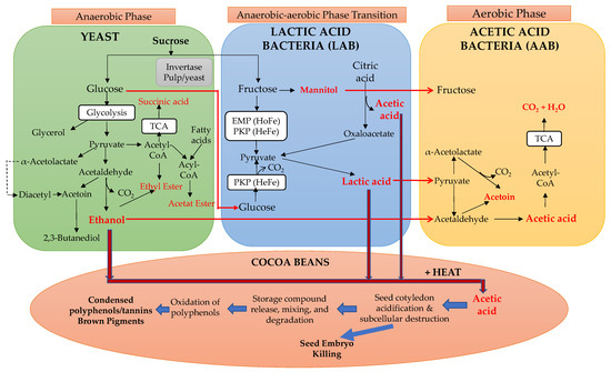 Microbiological Activity Affects Post-Harvest Quality of Cocoa ...