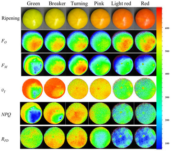 Ripening Process of Tomato Fruits Postharvest: Impact of Environmental ...