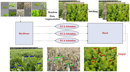 IMVTS: A Detection Model for Multi-Varieties of Famous Tea Sprouts Based on Deep Learning