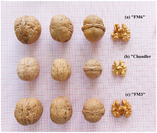 Description of Two Promising Walnut (Juglans regia L.) Selections with ...