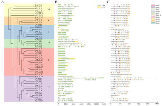Genome-Wide Identification and Expression Profiling of the NCED Gene ...