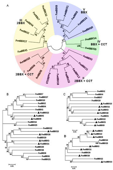 Genome-Wide Identification, Phylogenetic and Expression Analysis of the ...