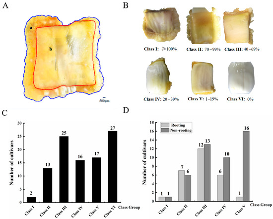 Callus Induction and Adventitious Root Regeneration of Cotyledon ...