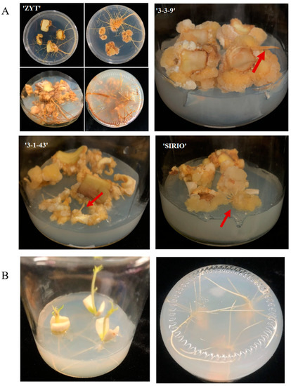 Callus Induction and Adventitious Root Regeneration of Cotyledon Explants in Peach Trees