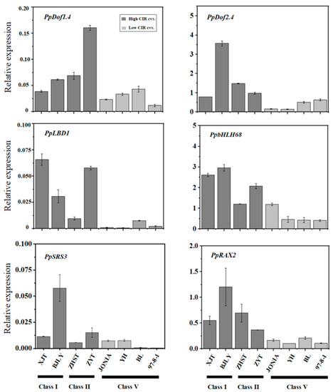 Callus Induction and Adventitious Root Regeneration of Cotyledon Explants in Peach Trees
