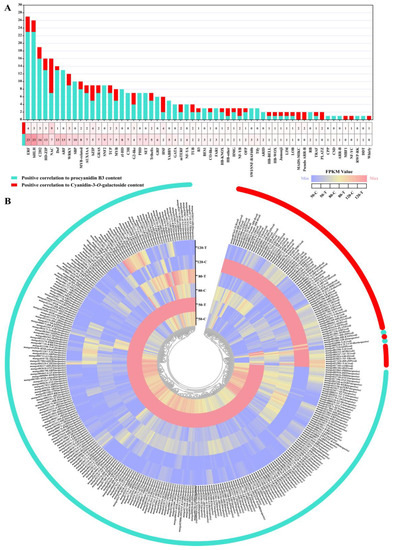 Transcription Regulation of Anthocyanins and Proanthocyanidins Accumulation by Bagging in ‘Ruby ...