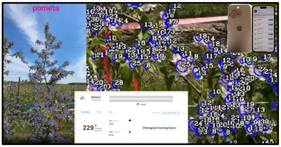 Evaluation of Computer Vision Systems and Applications to Estimate ...