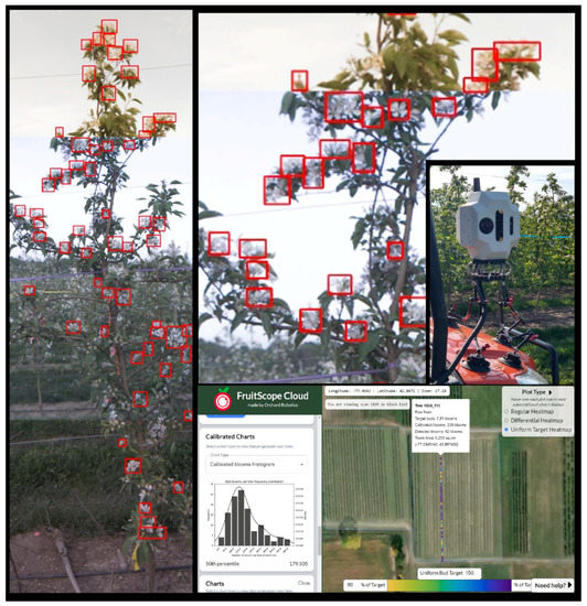 Evaluation of Computer Vision Systems and Applications to Estimate Trunk Cross-Sectional Area ...
