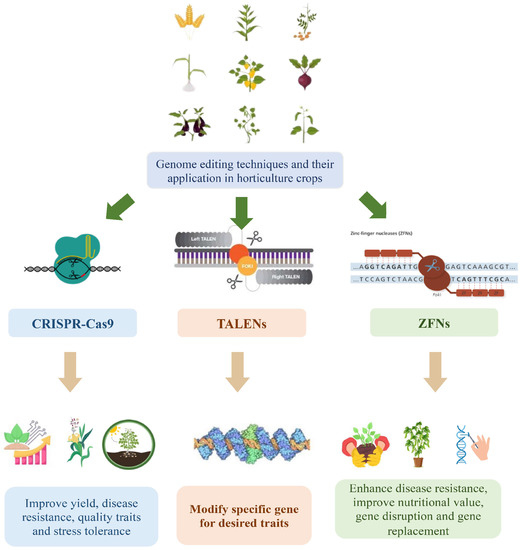 Enhancing Horticultural Crops through Genome Editing: Applications ...