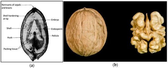 Removing English Walnut (Juglans Regia) Ready-to-Use Shelled Walnuts ...
