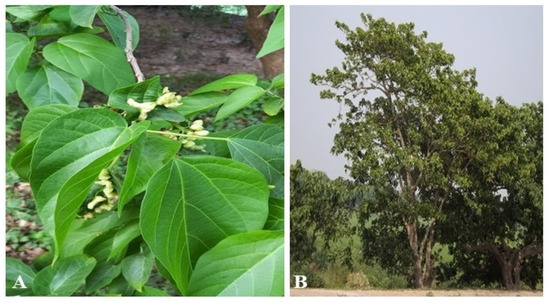 Trewia nudiflora Linn, a Medicinal Plant: Allelopathic Potential and ...
