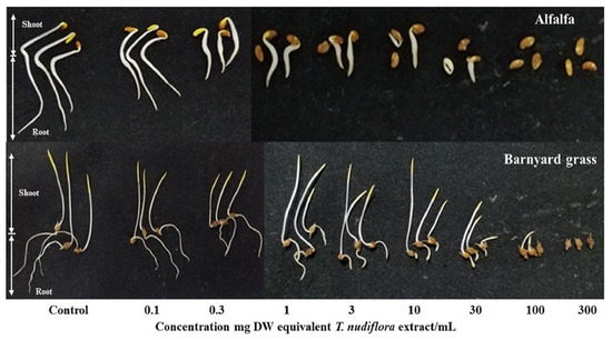 Trewia nudiflora Linn, a Medicinal Plant: Allelopathic Potential and ...