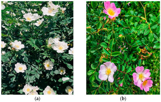 Seed Germination within Genus Rosa: The Complexity of the Process and ...