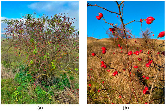 Seed Germination within Genus Rosa: The Complexity of the Process and ...