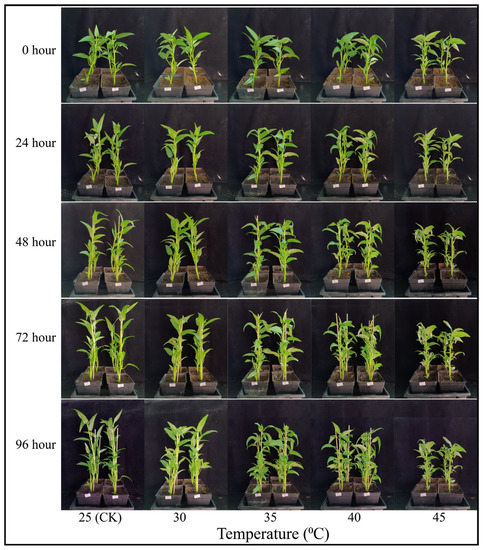 Effect of Heat Stress on Root Architecture, Photosynthesis, and ...